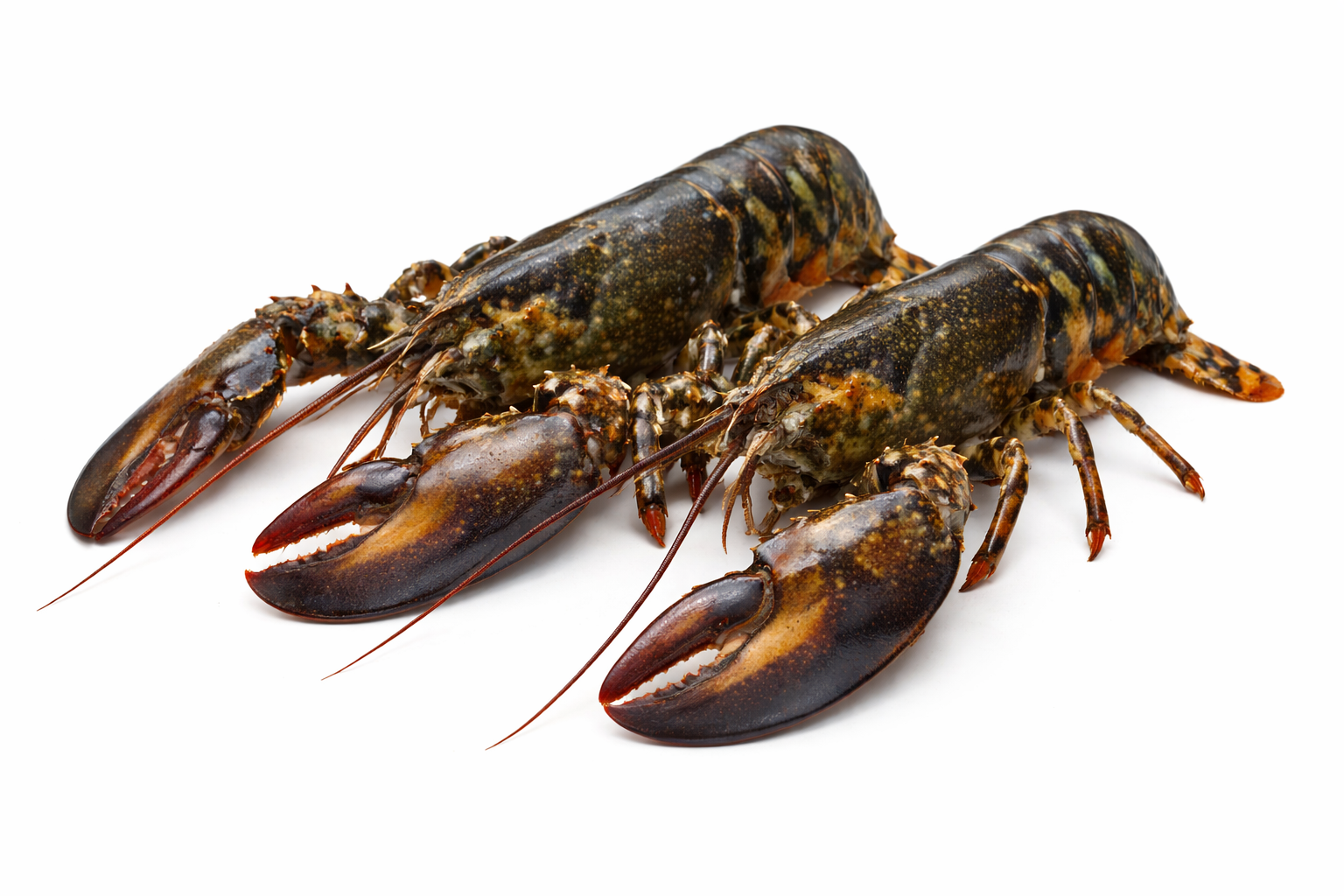 Ocean Wave Seafood